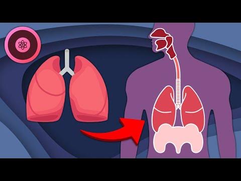 Discover How Your Respiratory System Works! | Science Songs For Kids ...