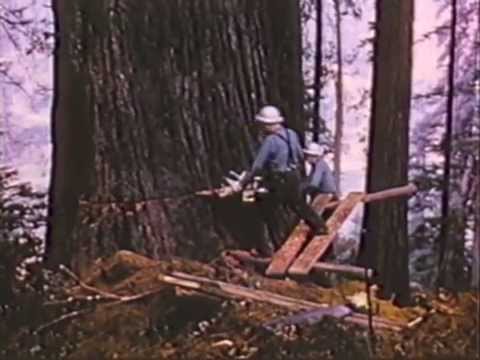 Cutting Down an Ancient Redwood - YouTube