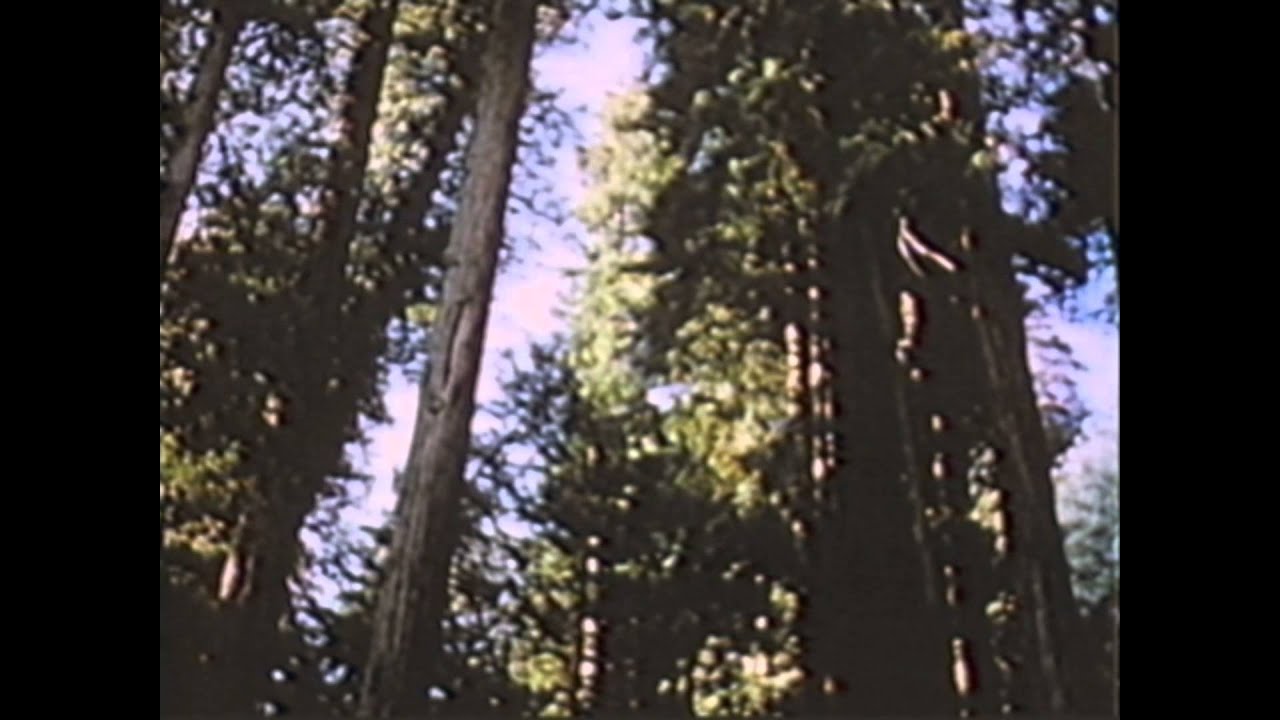 Cutting Down an Ancient Redwood - YouTube