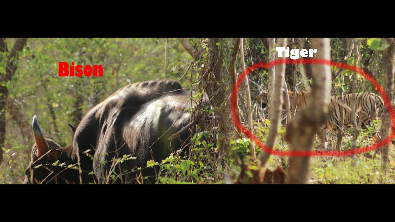 Tiger vs Bison (india gaur) Worlds Biggest Wild Cows , Tiger vs ...