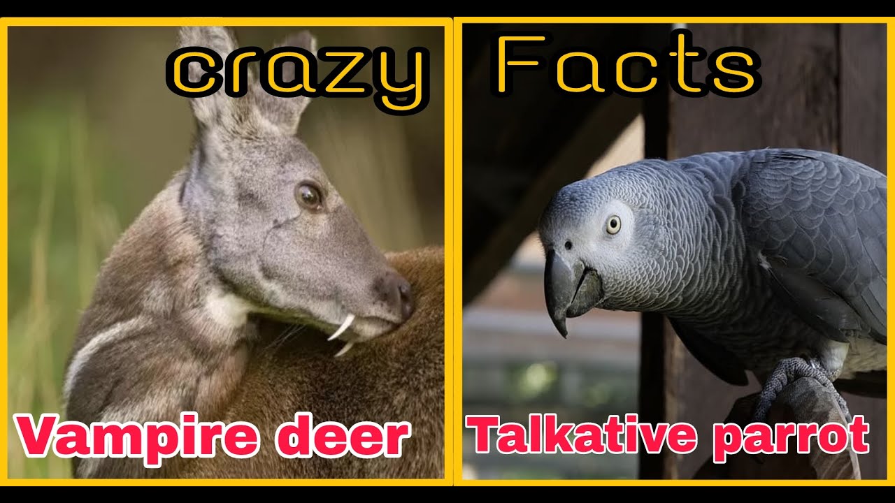 12 amazing Facts 😱 must watch, four legged bird, craziest facts ...