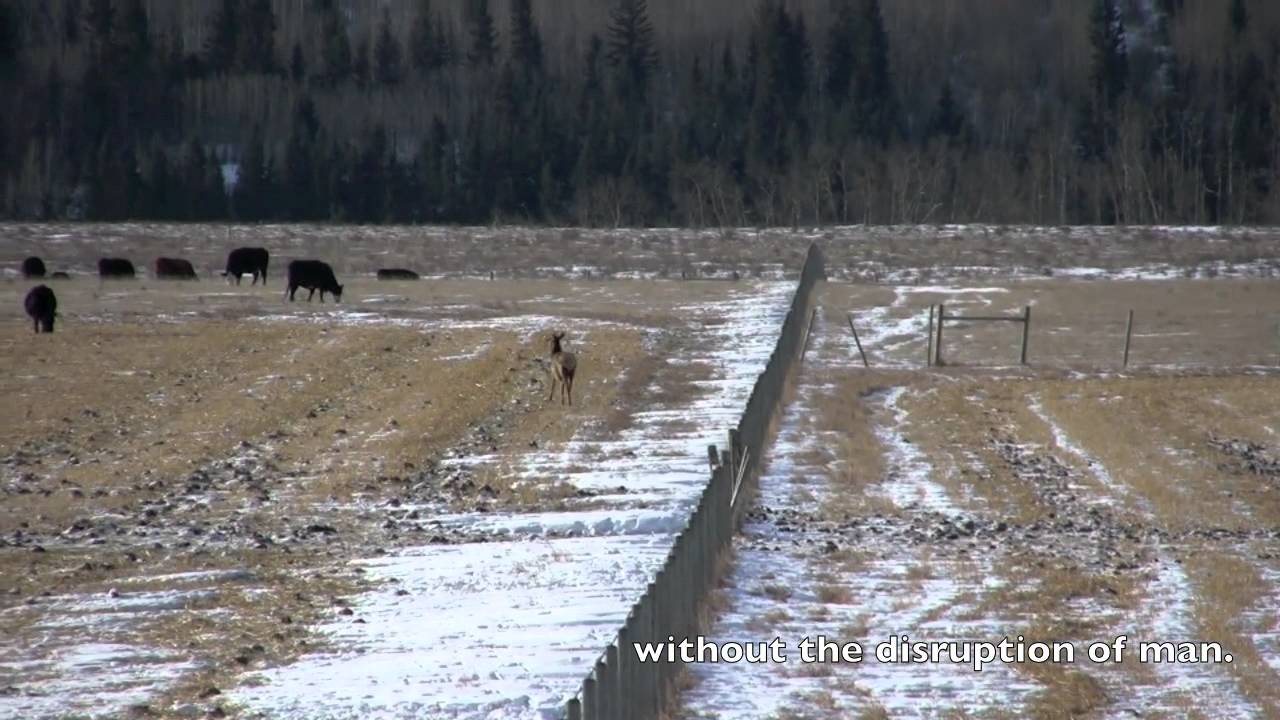 Elk Migration - Spring 2010 - YouTube