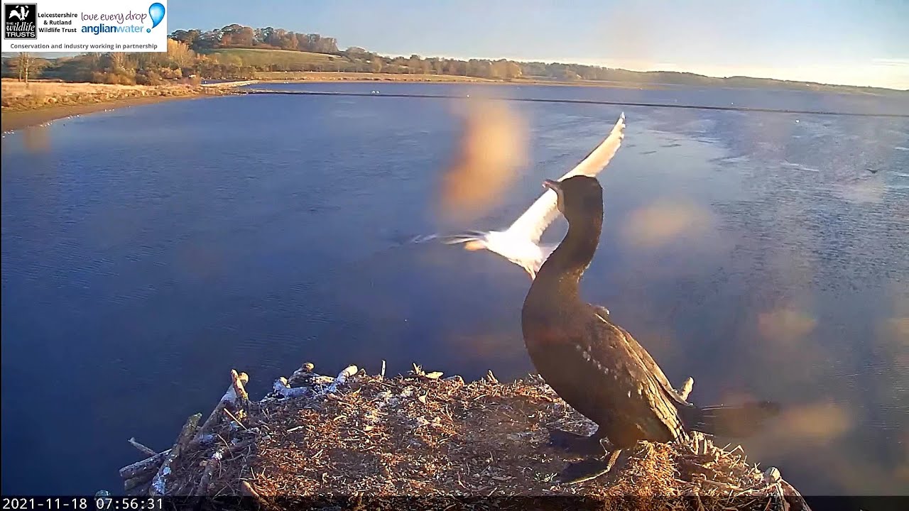 Cormorant buzzed by gull, gets support ~ ©ROP, Manton Bay - YouTube