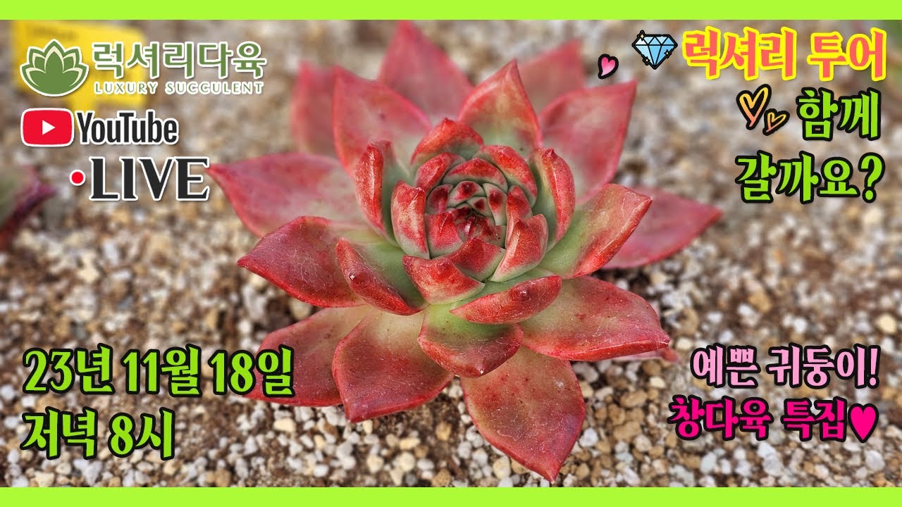 럭셔리다육 온라인투어 예쁜 다육이 실방 함께 할까요😊 11월 18일 럭셔리다육 실방에 초대합니다 럭셔리다육 안성 안성다육농장 Youtube