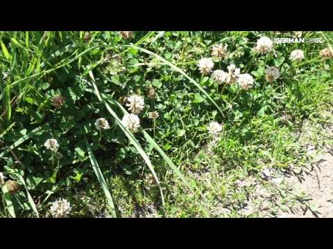 Die Hummel - Learn German with short videos - German to go