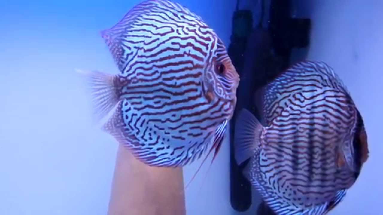 DISCUS PASSIE.nl: PIWOWARSKI Red Turquoise Highbody discus pair - YouTube