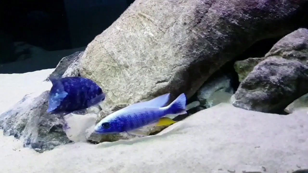 Sciaenochromis Fryeri Iceberg HD - YouTube