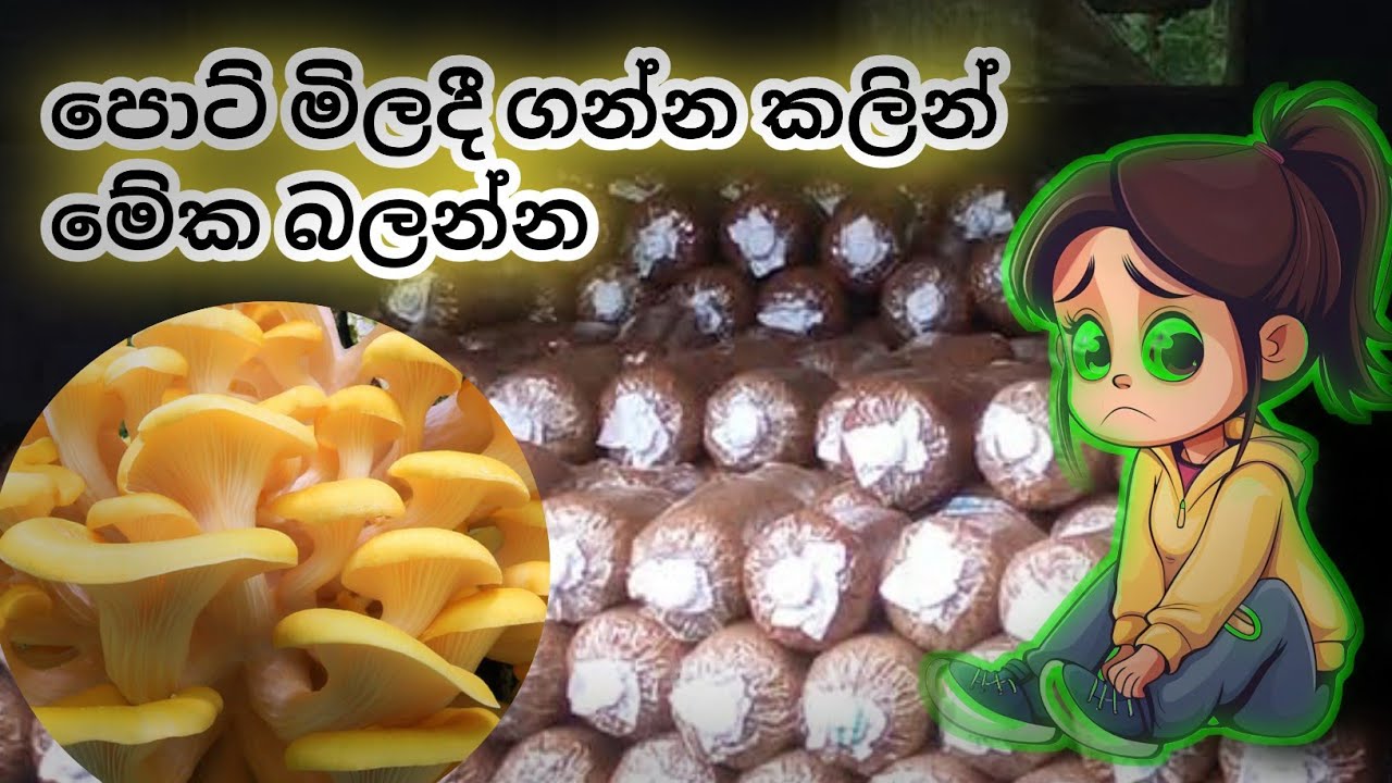 පොට් මිලදී ගන්න කලින් සැලකිලිමත් වන්න /sl evergreen / mushroom ...
