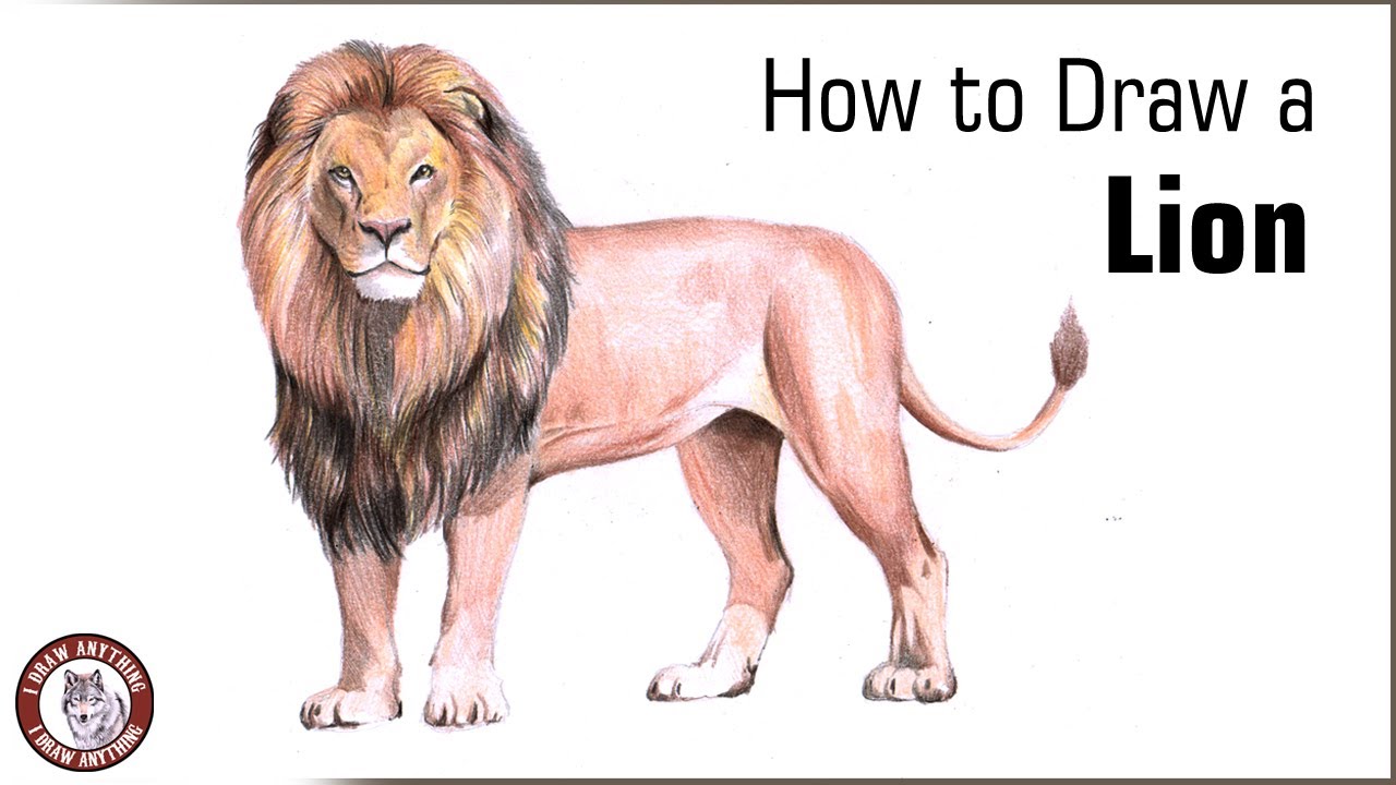 How to Draw a Lion - Colored Pencil Drawing - YouTube