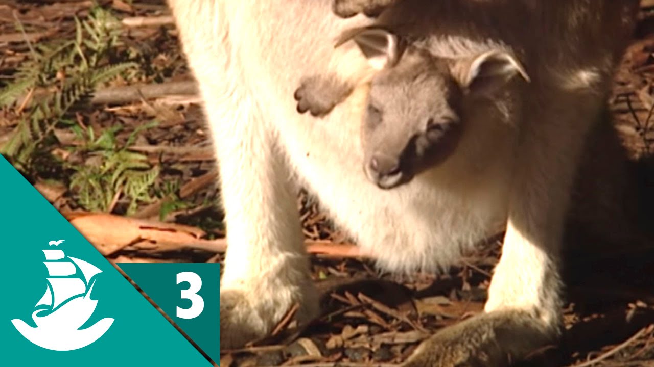 Animals security systems (Part 3/3) - YouTube