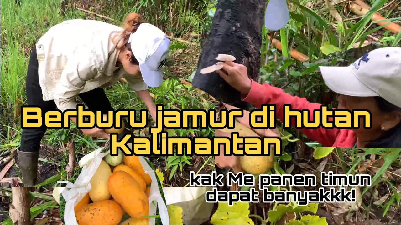 Berburu Jamur dan Timun di hutan. - YouTube