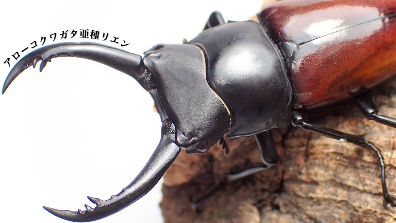 アローコクワガタの紹介と産卵セット【クワガタ飼育】亜種リエン - YouTube