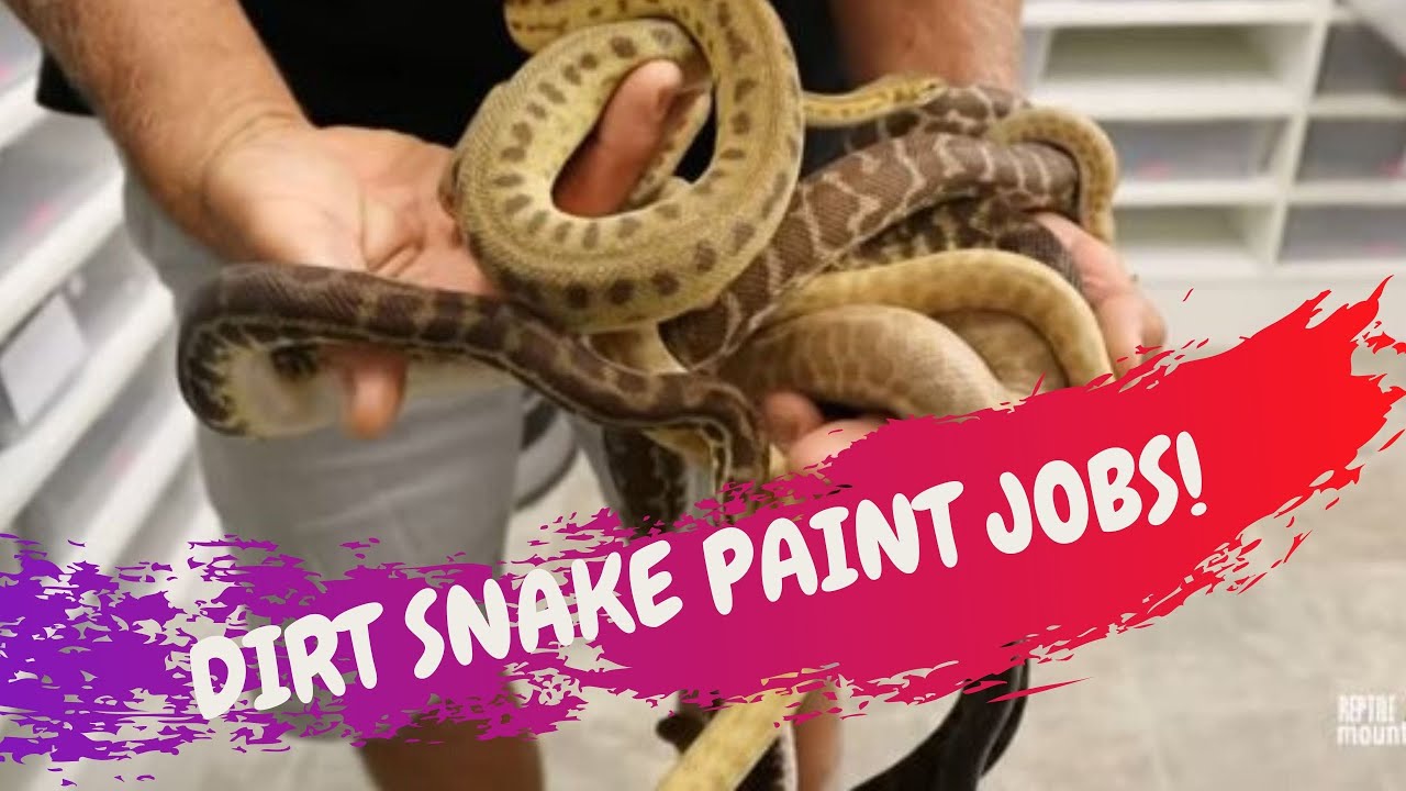 DIRT SNAKE PAINT JOBS - CrittaCam - YouTube