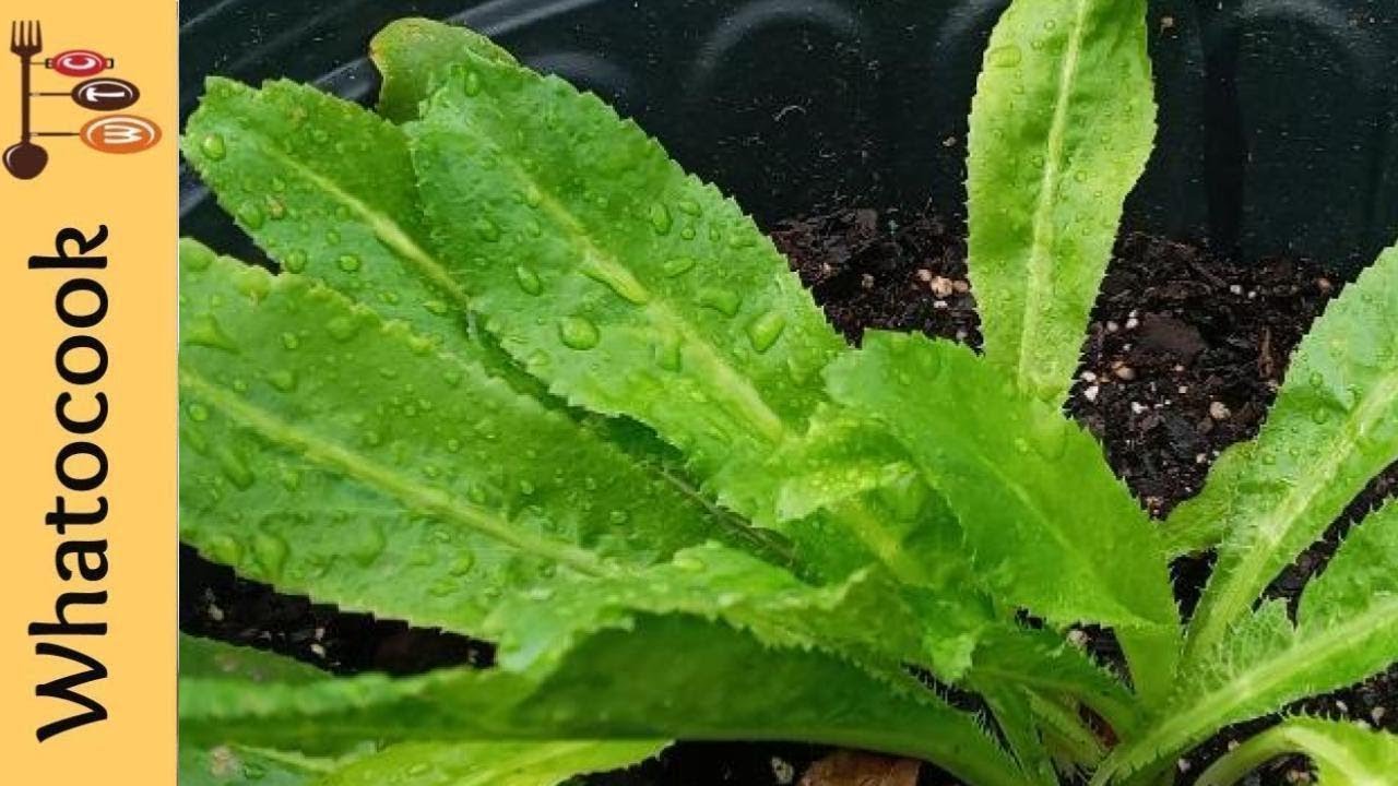 Update On My Culantro/Shado Beni Plants - YouTube