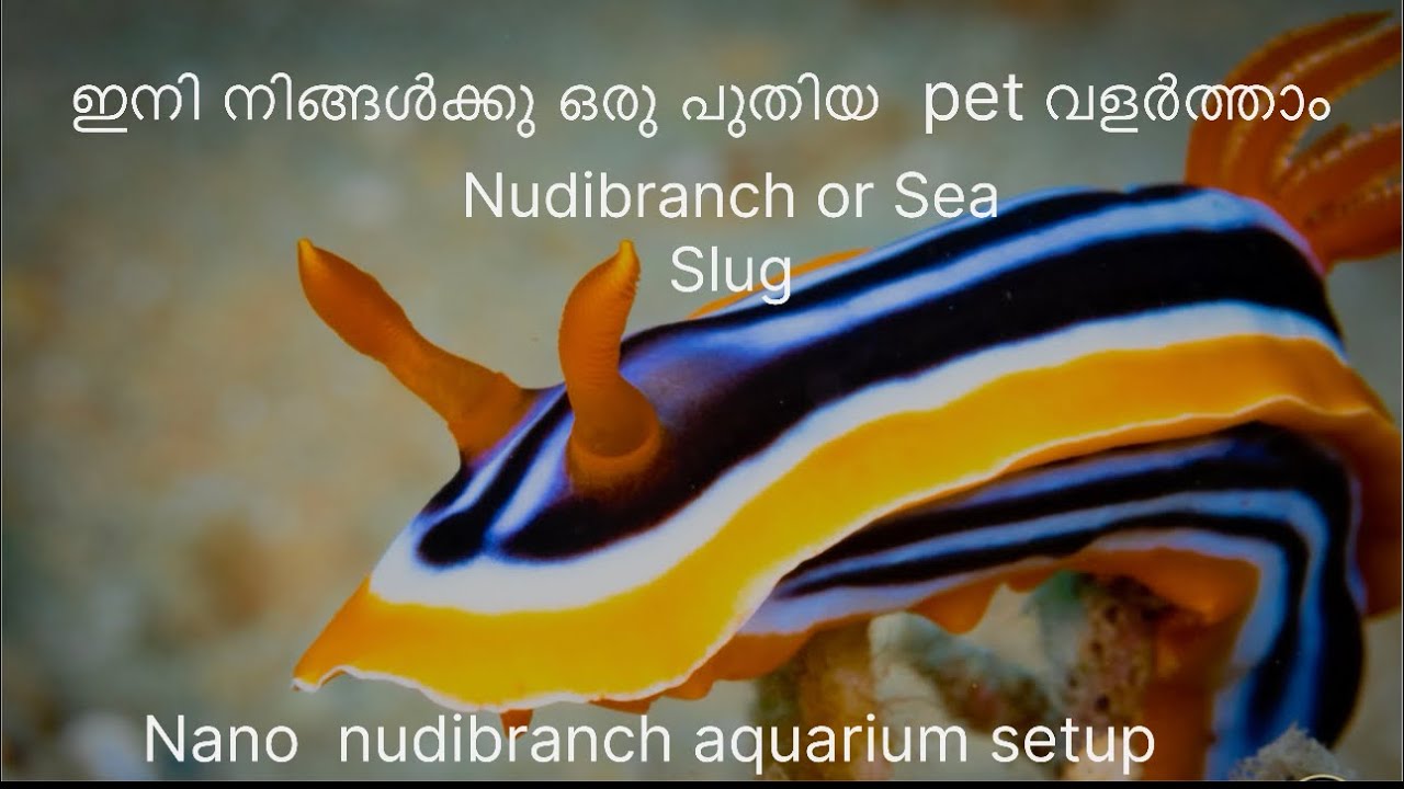 Nano Nudibranch aquarium setup - YouTube