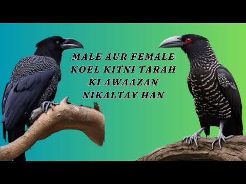 Koel bird singing sounds | different sounds of koel #kucko #koel male ...