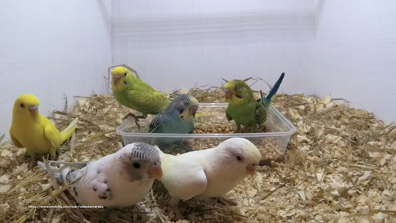 Six Young Parakeets - Around One to Two Months Old - YouTube