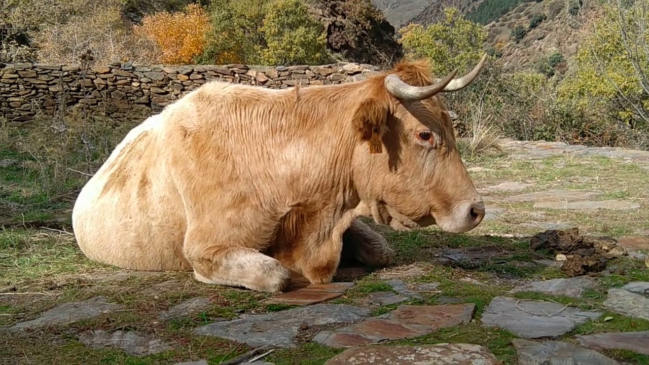 Vaca embarazada - YouTube