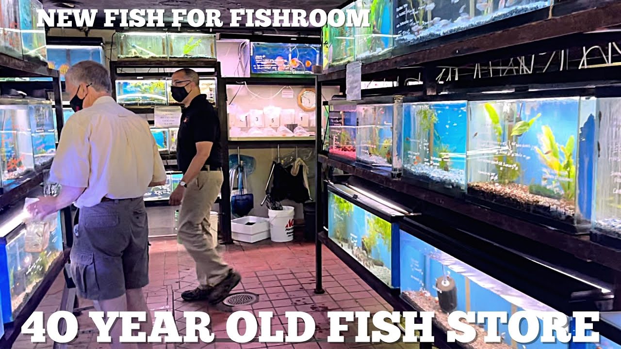 Buying Fish From 40 Year Old Fish Store - YouTube