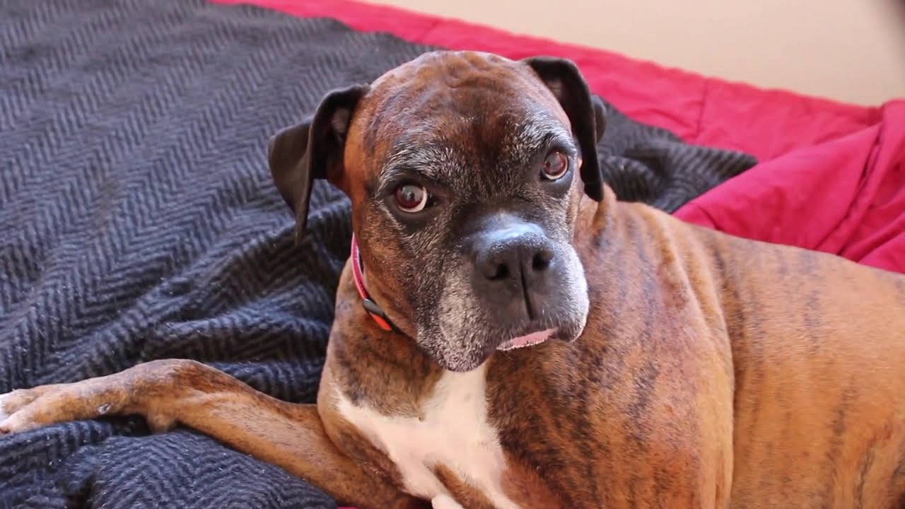 Came Home to a Guilty Boxer - YouTube