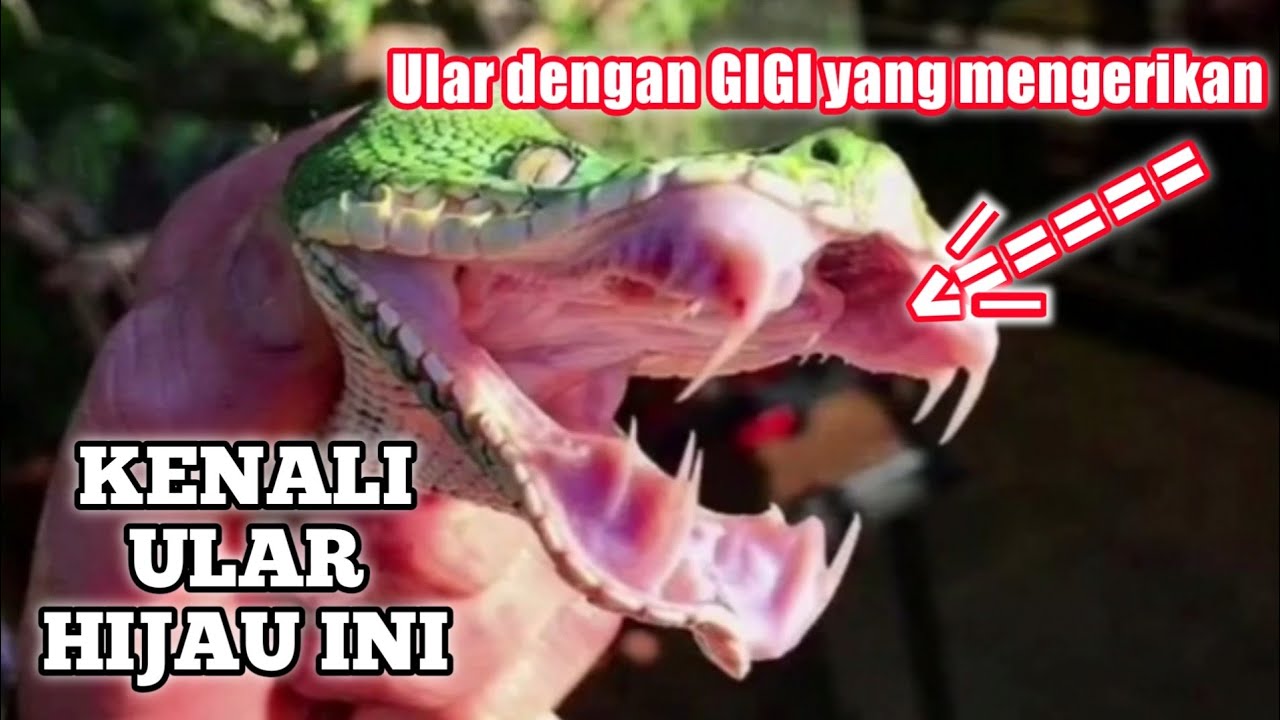 Ular GIGI terpanjang #boapohonhijau #Emeraldgreen #videosnake - YouTube