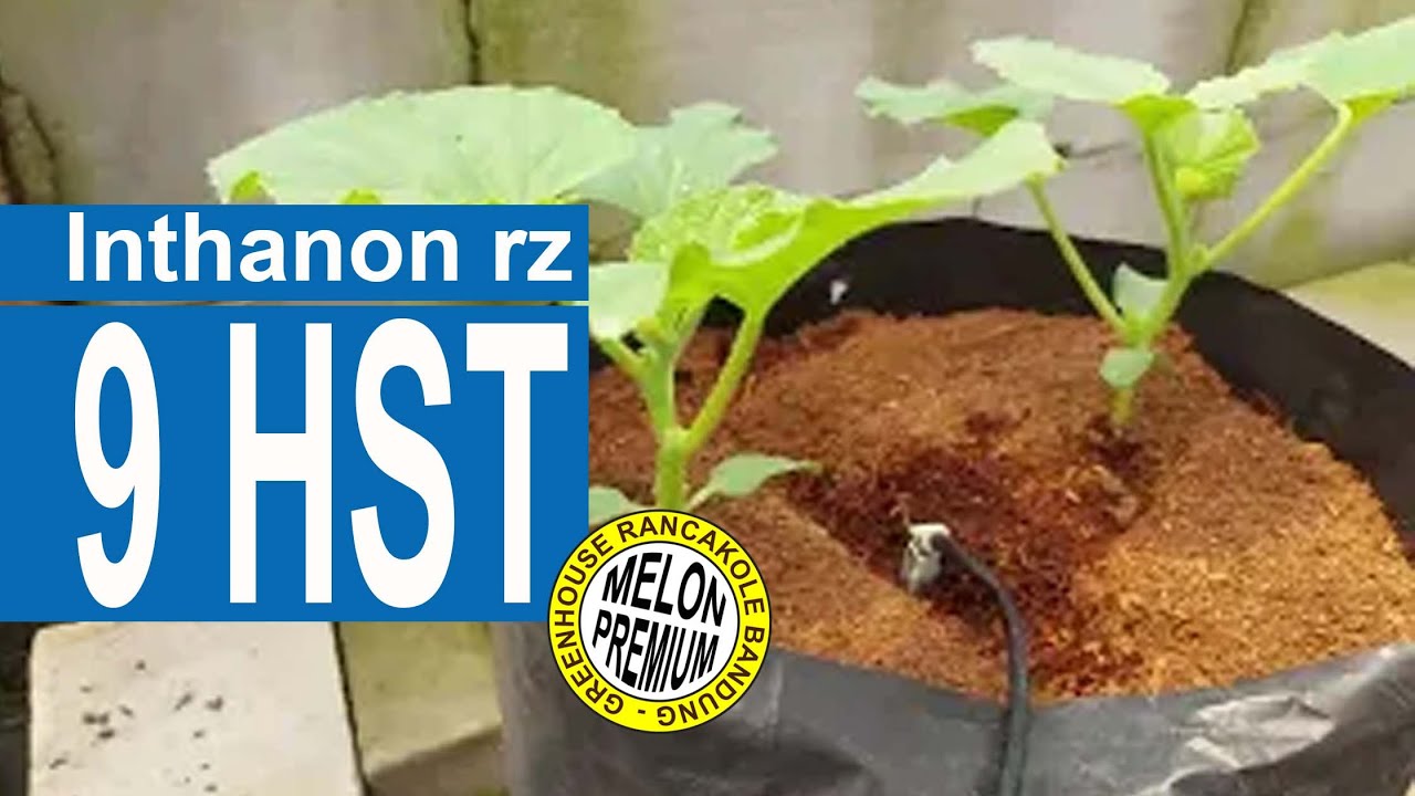 Review Sekejap Tanaman Inthanon rz Usia 9 hst - YouTube