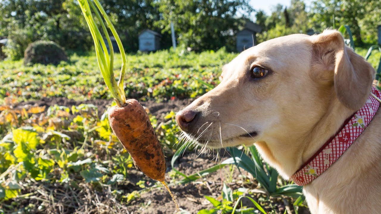 Digging Carrots with Margo - YouTube