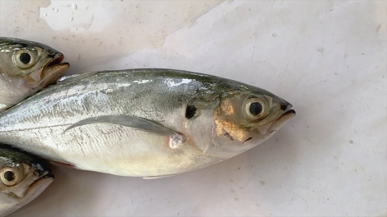 Kirala Fish -Torpedo Scad Fish identification Video - YouTube