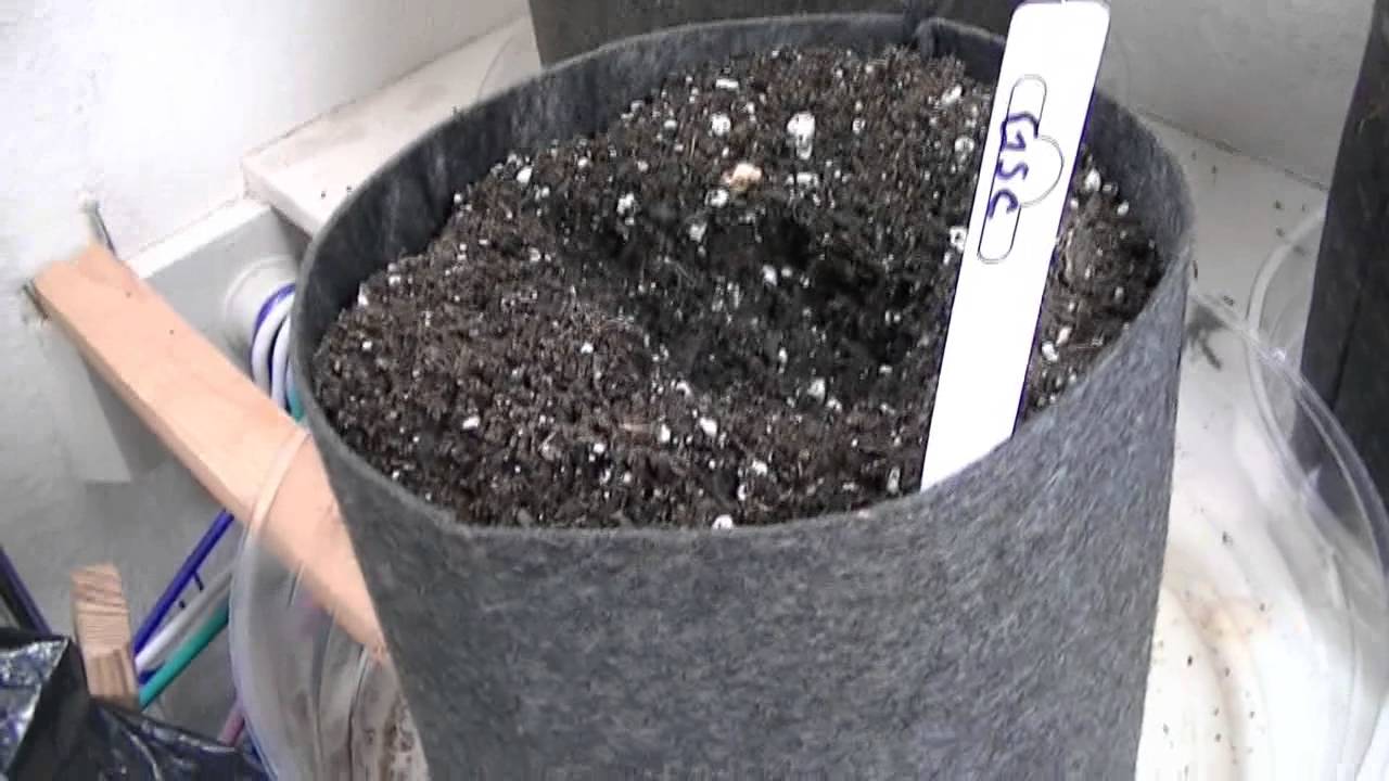 soil vs coco vid 1 - YouTube