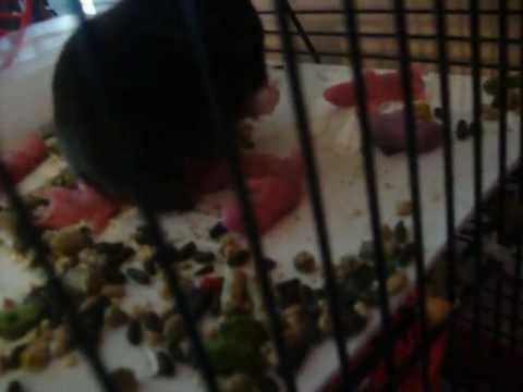 Hamster Giving Birth To 8 Babies - YouTube