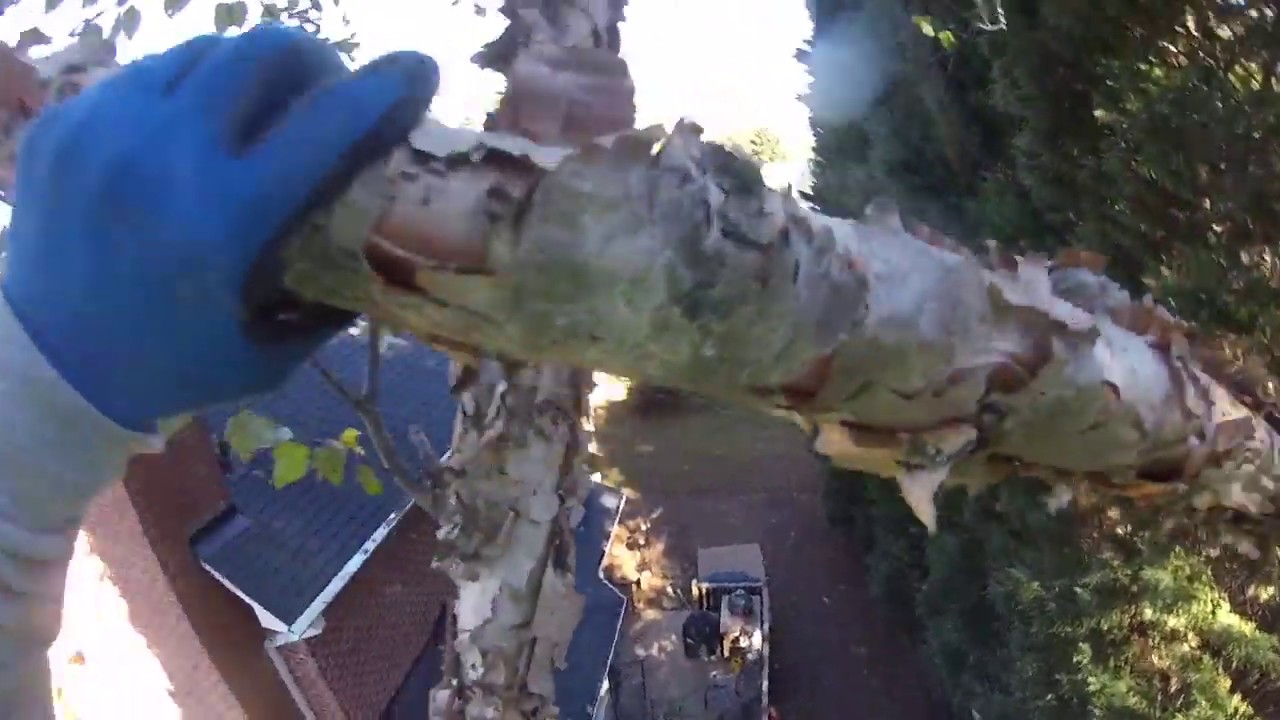 Removing A River Birch Tree Between Two Homes (2018) Part 2 - YouTube