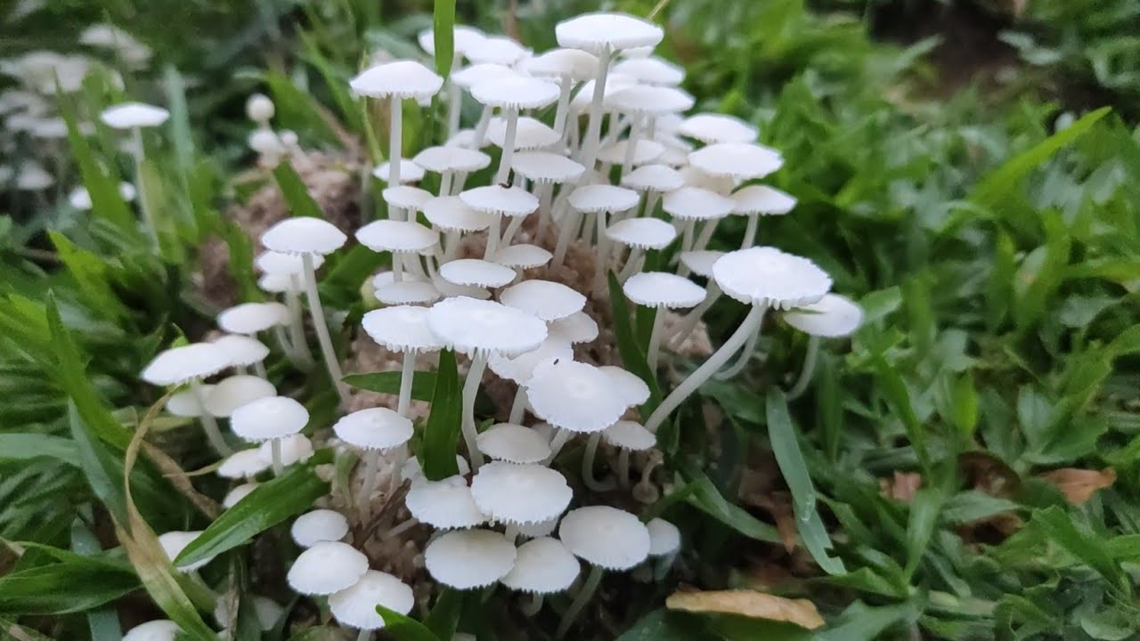 Bunum Udh || Bali Chhatu || (Natural Mushroom) - YouTube