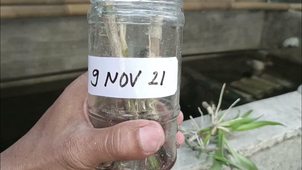 Cara Memperbanyak Dendrobium Sistem Stek Batang #dendrobium - YouTube