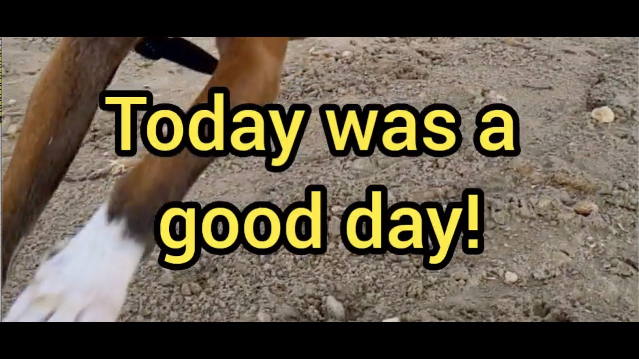 Today was a good day for bobby the boxer dog! - YouTube