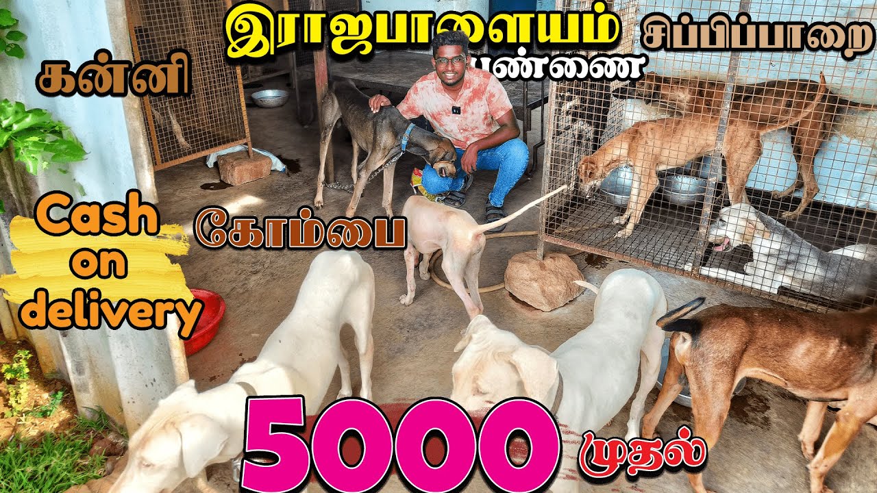 பாரம்பரியம் குறையாத இராஜபாளையம் Dogs|5000 முதல்|100% Original|Xploring🌼 ...