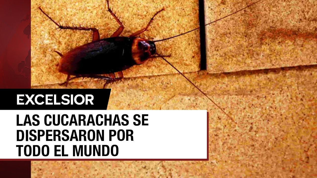 ¿Qué es una "súper cucaracha" y cómo eliminarla? - YouTube
