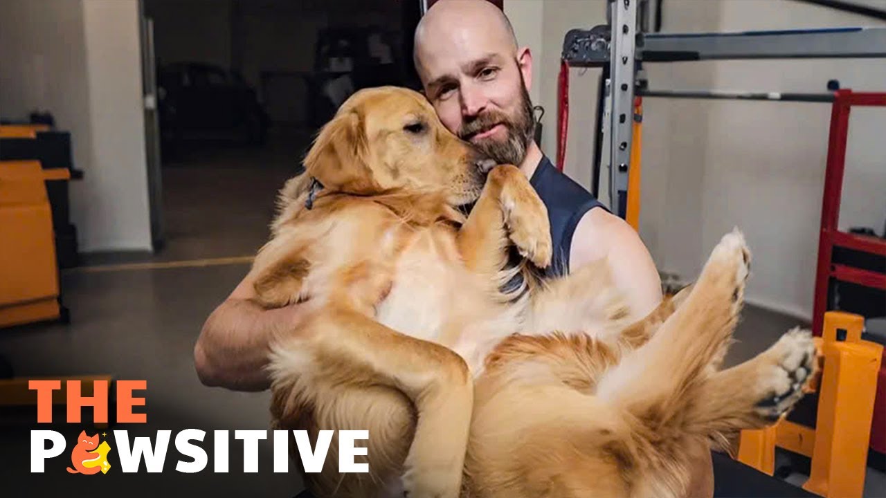 This Therapy Dog Has Helped 1,000+ People 🐶 ️ | The Pawsitive - YouTube