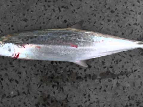 Fishing at Labrador Jetty - YouTube