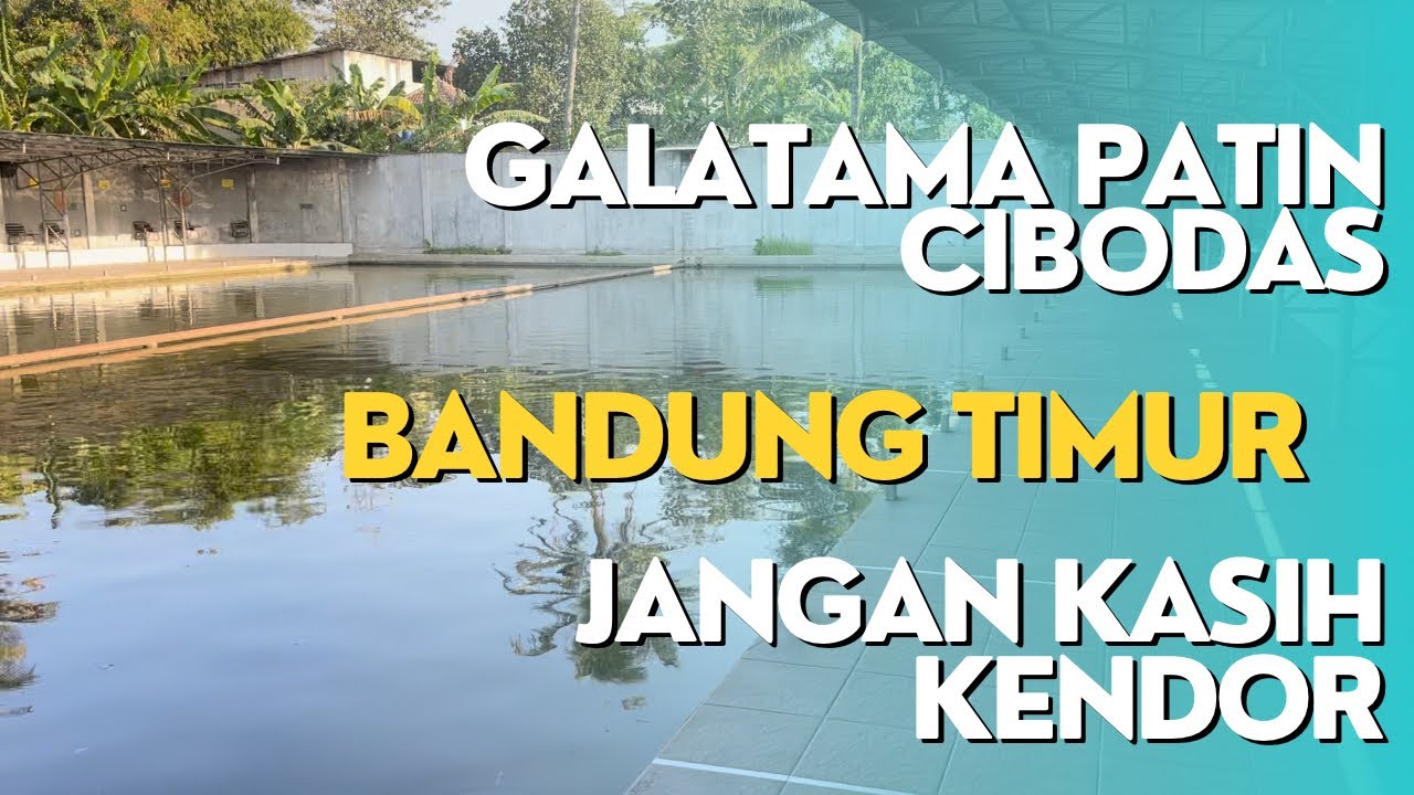 PERTAMA KALI MANCING GALATAMA PATIN DI CIBODAS BANDUNG TIMUR | GRAHA ...