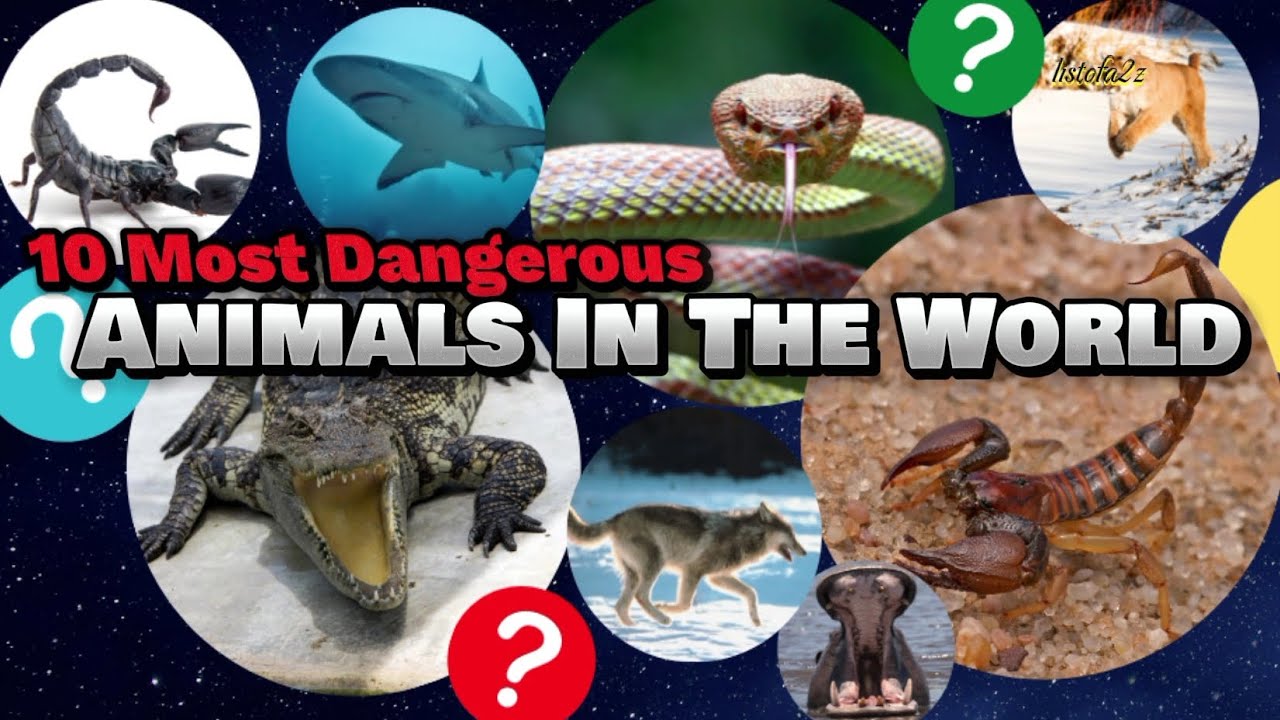 Top10 Most Dangerous Animals In The World - YouTube