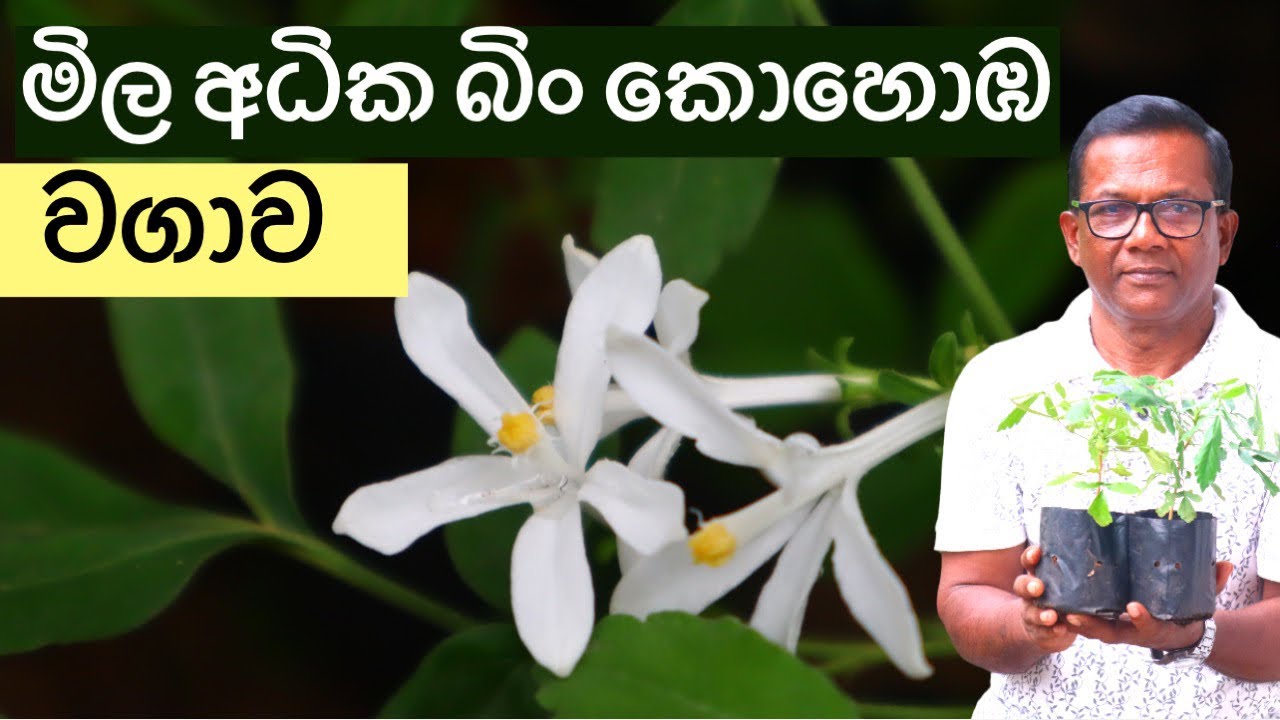 මිල අධික “බිං කොහොඹ “ නිවැරදිව ගෙවත්තෙ වවන්නෙ මෙහෙමයි | Binkohomba ...