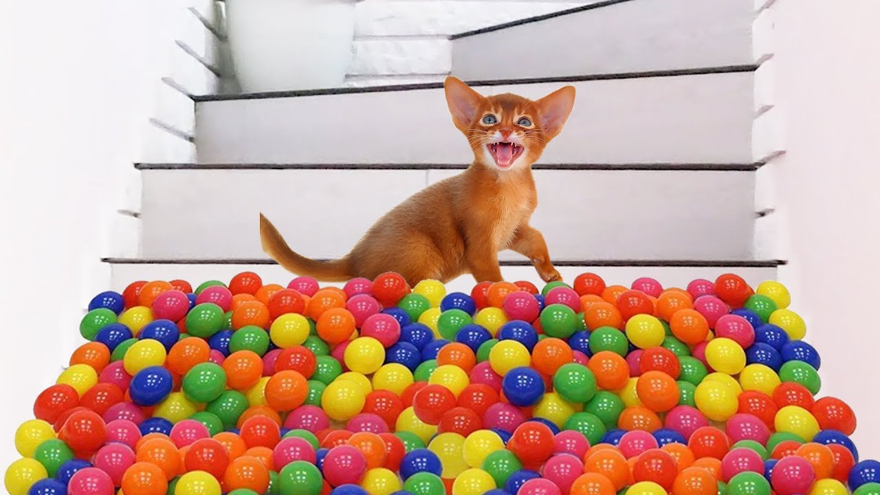 Adorable kittens hunt and play on the stairs / mix video with kittens ...