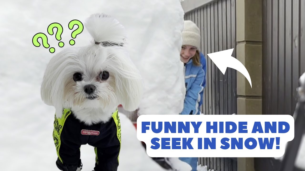 Playing Hide And Seek With My Dog In Snow (Funny Video) - YouTube