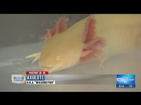 'Toothless,' the walking fish in studio - YouTube