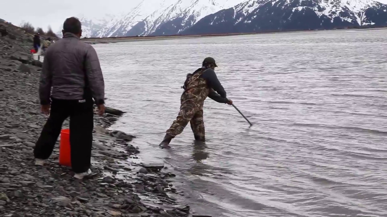 Turnagain Arm Hooligan Anchorage in ALASKA 훌리겐 1 - YouTube