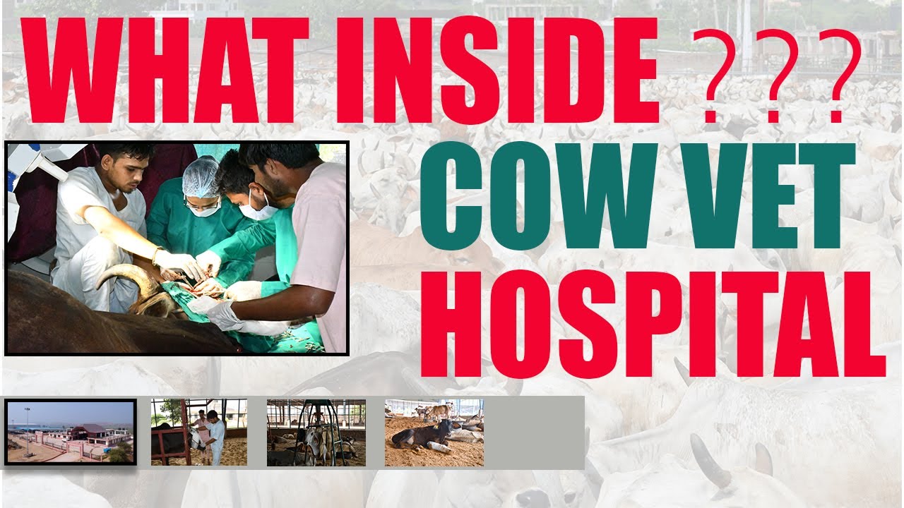 For the Service of Mother Cow (Cow Vet Hospital) - YouTube