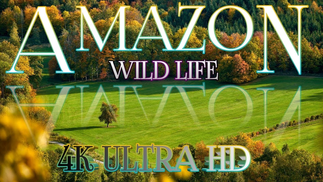 Amazon Wildlife 4K- Ultra HD| Animal That Coll The Amazon Jungle Home ...