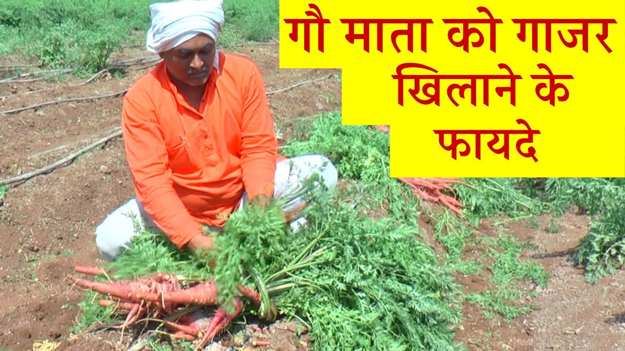 Carrot Benefits | Benefits of feeding Carrot to cow mother - YouTube
