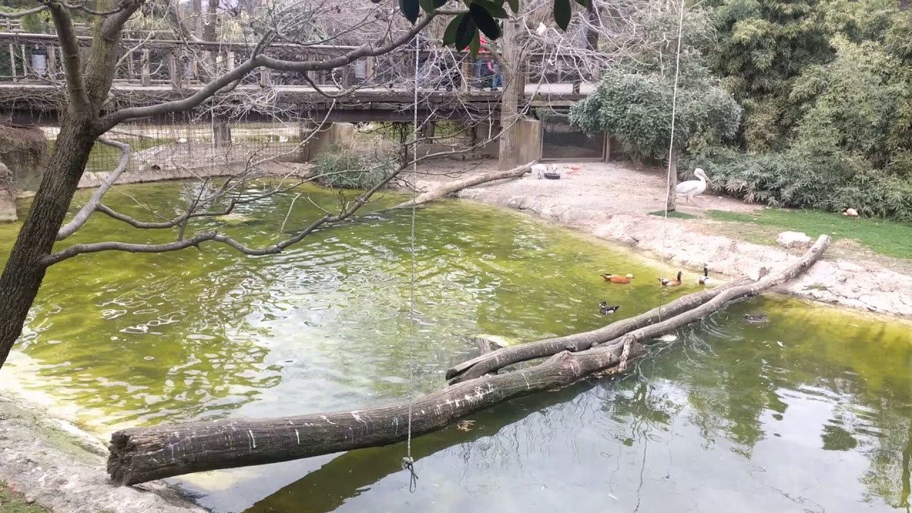 Parco faunistico Le Cornelle-Bergamo terza parte - YouTube