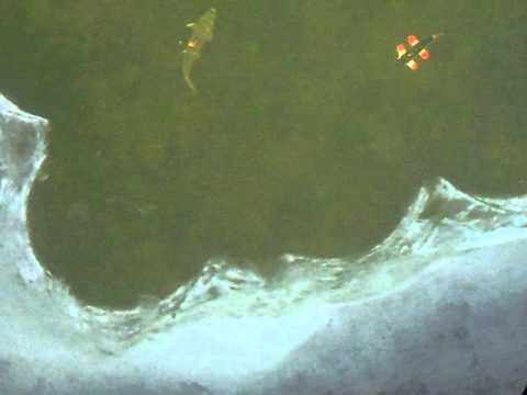 spearing the 3rd time i seen this fish that day star lake'mn....just ...